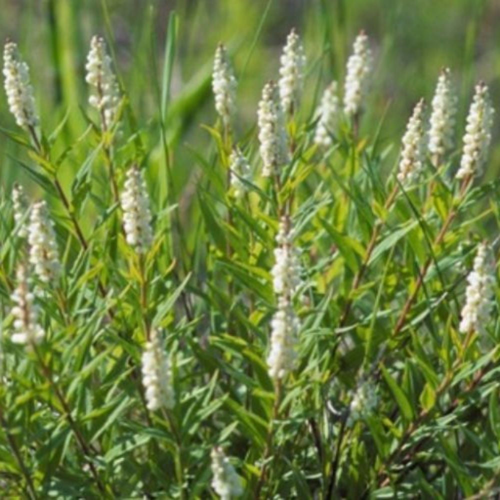 Senega Snakeroot Seeds (Polygala senega) – Frozen Seed Capsules™