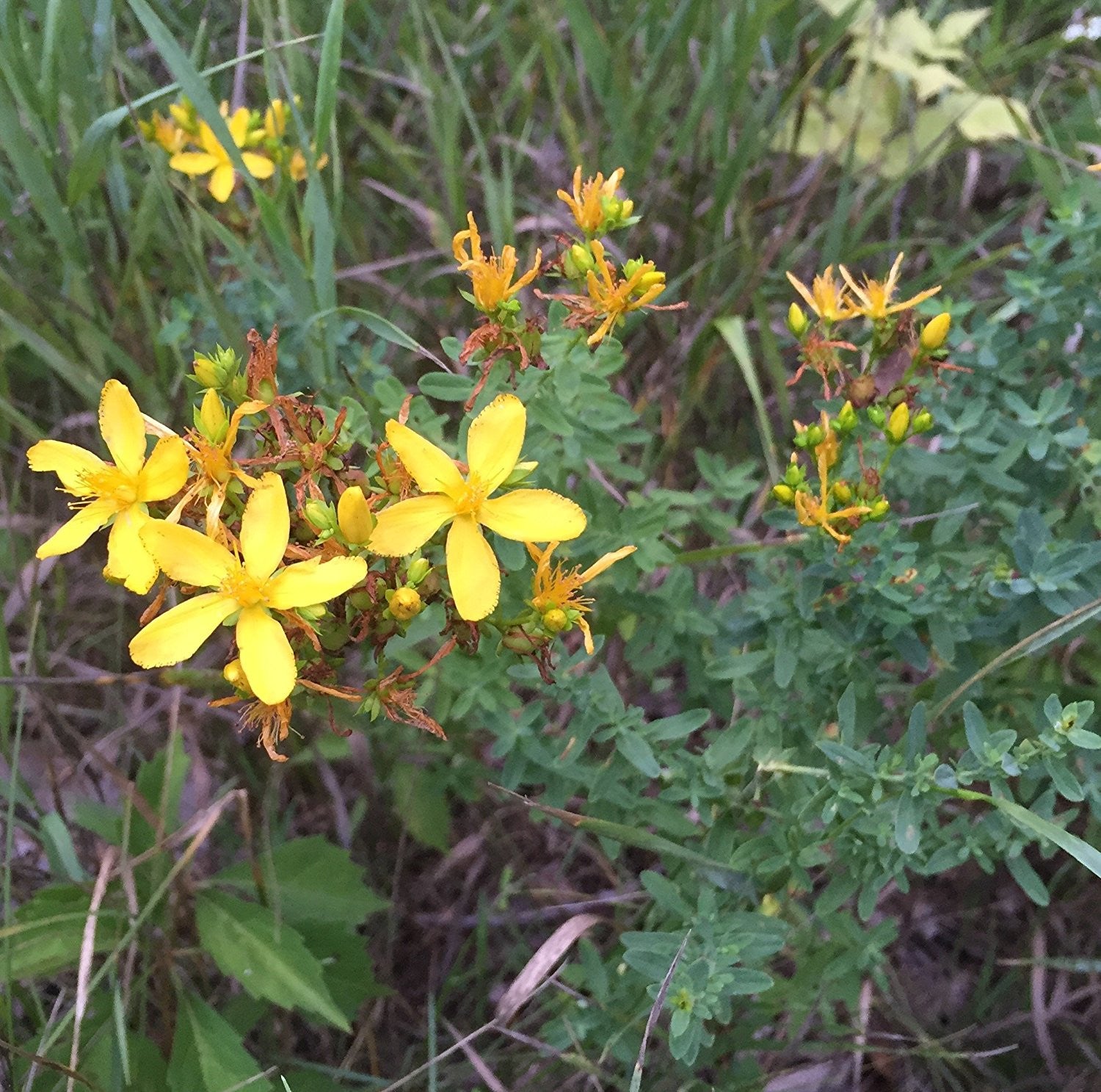 St. John's Wort Seeds (Hypericum perforatum) – Frozen Seed Capsules™