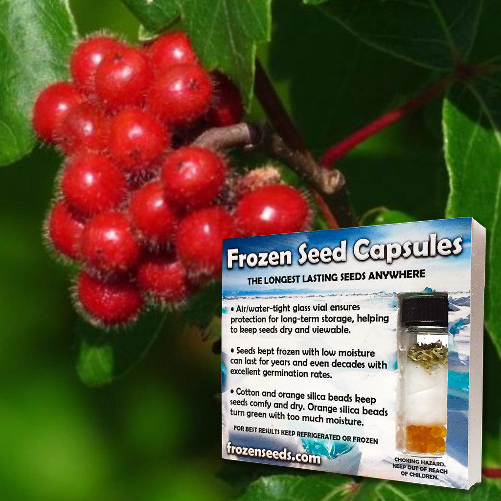 Sweet Sumac Seeds (Rhus aromatica) – Frozen Seed Capsules™