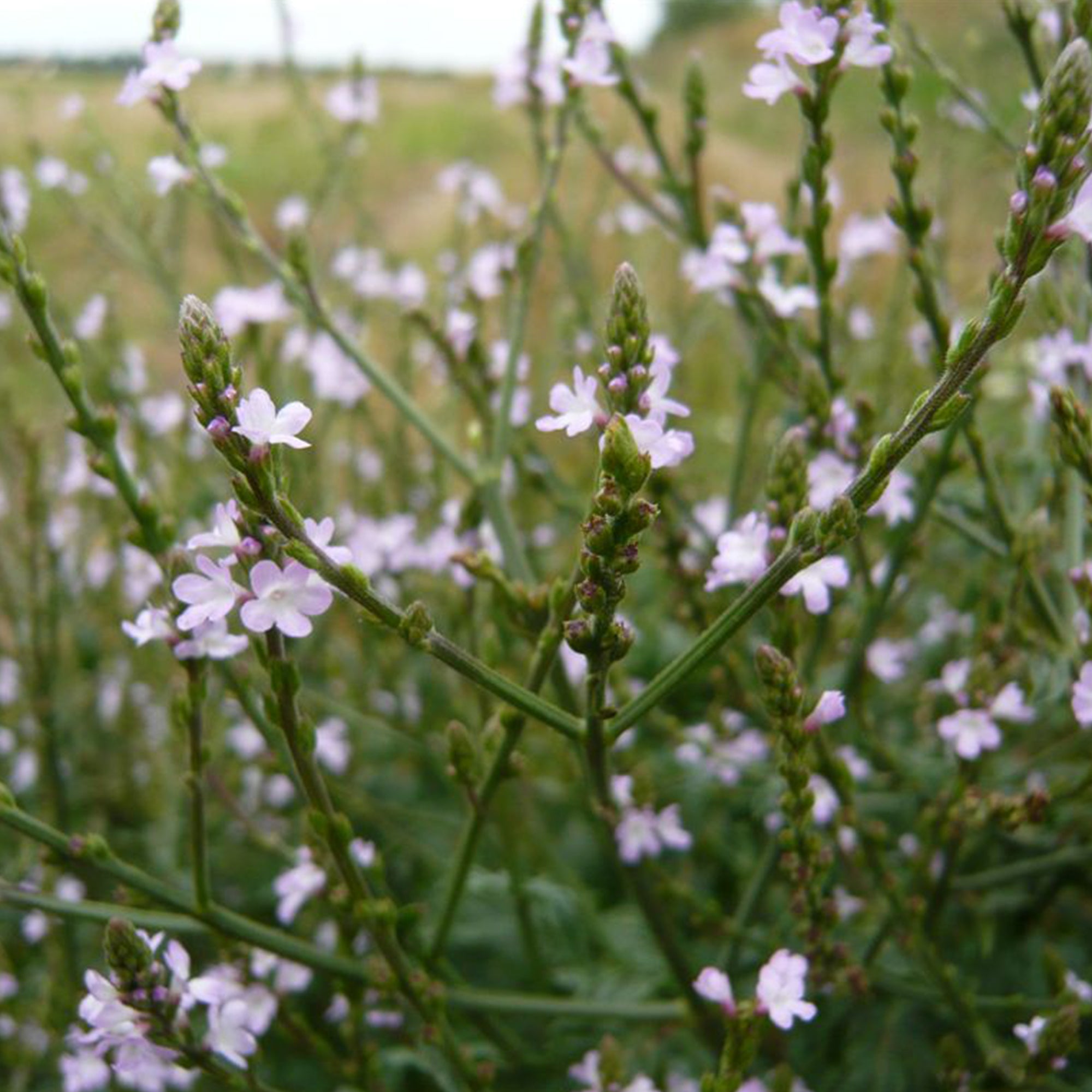 European Vervain Seeds (Verbena officinalis) – Frozen Seed Capsules™