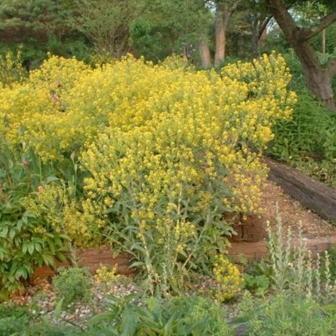 Woad Seeds (Isatis tinctoria) – Frozen Seed Capsules™